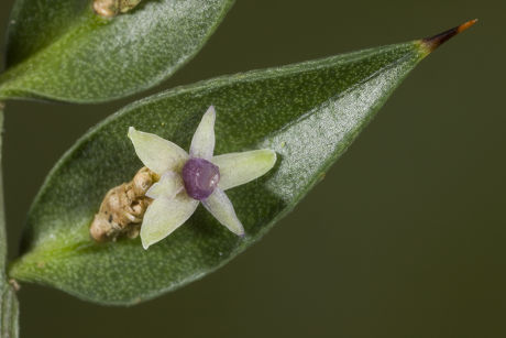 Butchers Broom Ruscus Aculeatus Closeup Flower Editorial Stock Photo ...
