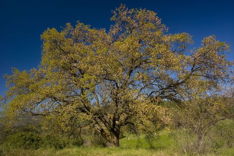 Aleppo Oak Quercus Infectoria Mature Tree Editorial Stock Photo - Stock ...