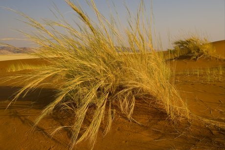 1 Psammophytes Stock Pictures, Editorial Images and Stock Photos ...