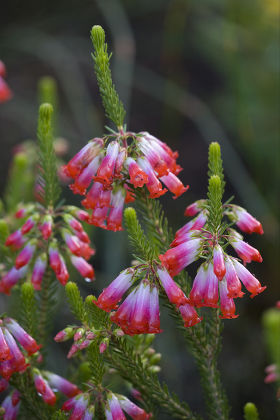Elim Heath Erica Regia Flowering Fynbos Editorial Stock Photo - Stock ...