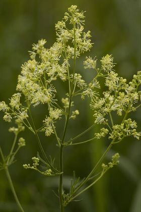 Common Meadowrue Thalictrum Flavum Flowering Romania Editorial Stock ...