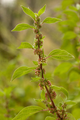 4 Sticky weed Stock Pictures, Editorial Images and Stock Photos ...