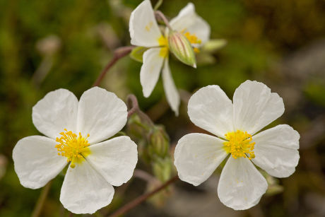 15 Subshrubs Stock Pictures, Editorial Images and Stock Photos ...