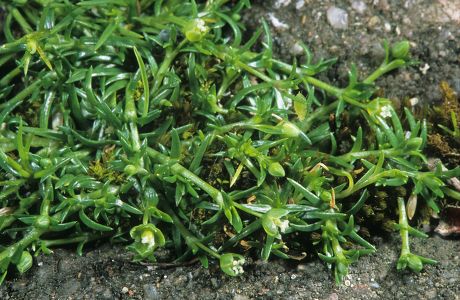 Procumbent Pearlwort Sagina Procumbens Flowering Common Editorial Stock ...