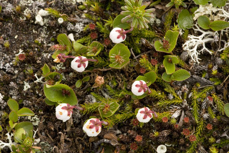 8 Sub shrub Stock Pictures, Editorial Images and Stock Photos ...