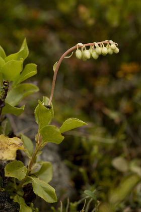 Serrated Wintergreen Orthilia Secunda Growing Boreal Editorial Stock ...