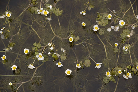 500 Hydrophytes Stock Pictures, Editorial Images and Stock Photos ...