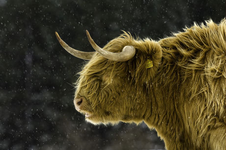 69 Horned cows Stock Pictures, Editorial Images and Stock Photos ...