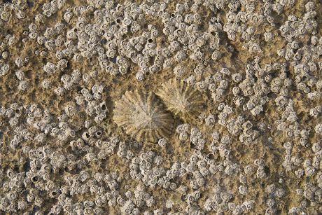 Polis Stellate Barnacle Chthamalus Stellatus Limpet Editorial Stock ...