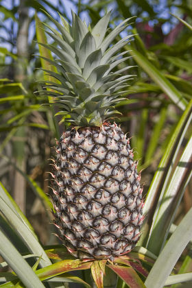 Pineapple Ananas Comosus Fruit Palawan Philippines Editorial Stock ...