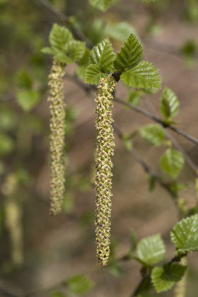 Silver Birch Betula Pendula Male Catkins Editorial Stock Photo - Stock ...