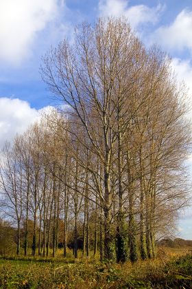 Hybrid Poplar Populus Robusta Habit Priory Editorial Stock Photo ...