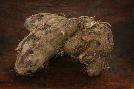 Yam Dioscorea Opposita Edible Tuber Editorial Stock Photo - Stock Image ...