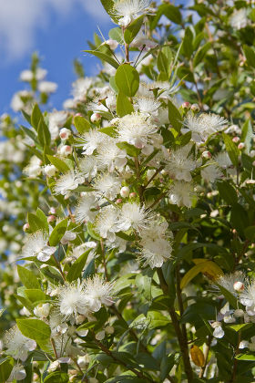 Common Myrtle Myrtus Communis Flowering Milfordonsea Editorial Stock ...
