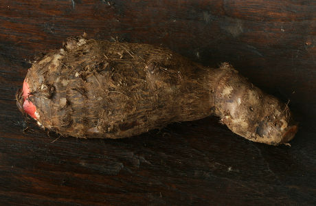 22 Tropical tubers Stock Pictures, Editorial Images and Stock Photos ...