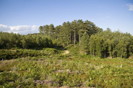 Commercial Conifer Plantation Recently Cleared Area Editorial Stock ...