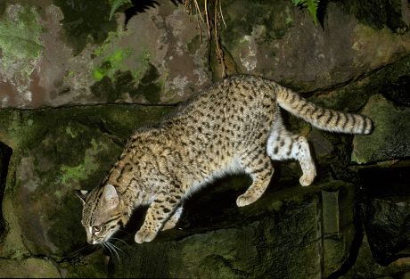 Geoffroys Cat Leopardus Geoffroyi Syn Oncifelis Editorial Stock Photo ...