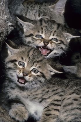 Indian Desert Cat Felis Silvestris Ornata Editorial Stock Photo - Stock ...