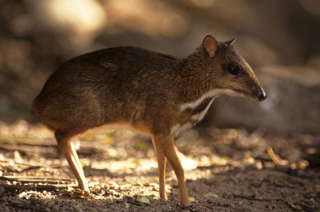 Java Mousedeer Lesser Malay Chevrotain Tragulus Editorial Stock Photo ...