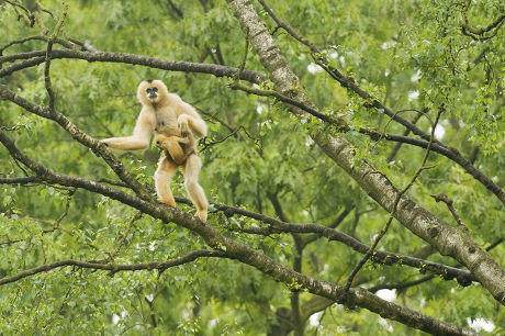 250 Lesser apes Stock Pictures, Editorial Images and Stock Photos ...