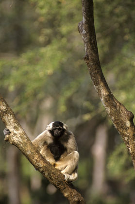 250 Lesser apes Stock Pictures, Editorial Images and Stock Photos ...