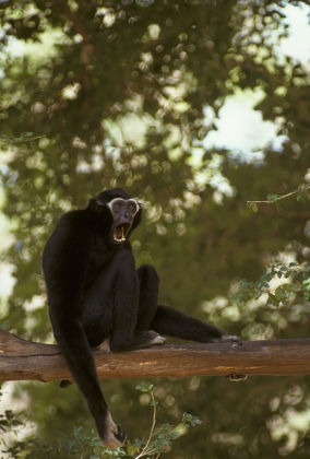 250 Lesser apes Stock Pictures, Editorial Images and Stock Photos ...