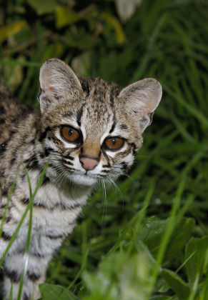 Little Spotted Cat Leopardus Tigrinus Adult Editorial Stock Photo ...