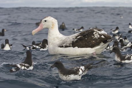 Gibsons Antipodean Albatross Diomedea Antipodensis Gibsoni Editorial ...