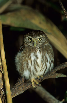 Least Pygmy Owl Glaucidium Minutissimum Perched Editorial Stock Photo ...