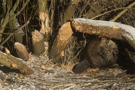 19 Streamside Stock Pictures, Editorial Images and Stock Photos ...