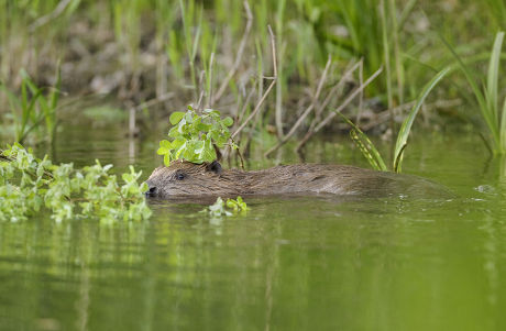 19 Streamside Stock Pictures, Editorial Images and Stock Photos ...