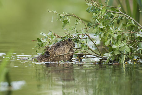 19 Streamside Stock Pictures, Editorial Images and Stock Photos ...