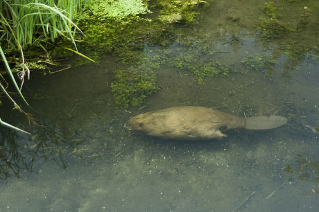 19 Streamside Stock Pictures, Editorial Images and Stock Photos ...