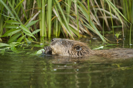 19 Streamside Stock Pictures, Editorial Images and Stock Photos ...
