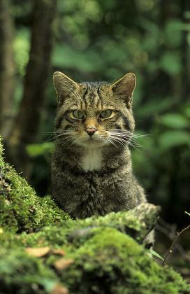 Eurasian Wild Cat Felis Silvestris Scottish Editorial Stock Photo ...