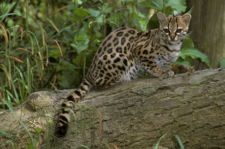 13 Margays Stock Pictures, Editorial Images and Stock Photos | Shutterstock