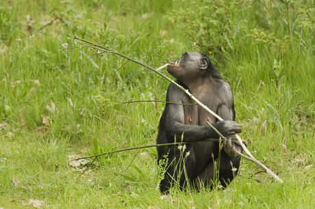 77 Bonobos Stock Pictures, Editorial Images and Stock Photos | Shutterstock