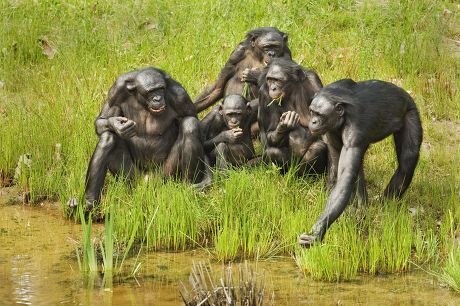 77 Bonobos Stock Pictures, Editorial Images and Stock Photos | Shutterstock