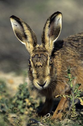 2,000 Lagomorphs Stock Pictures, Editorial Images and Stock Photos ...