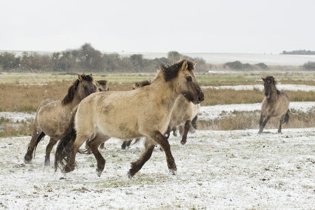 54 Ponies running Stock Pictures, Editorial Images and Stock Photos ...