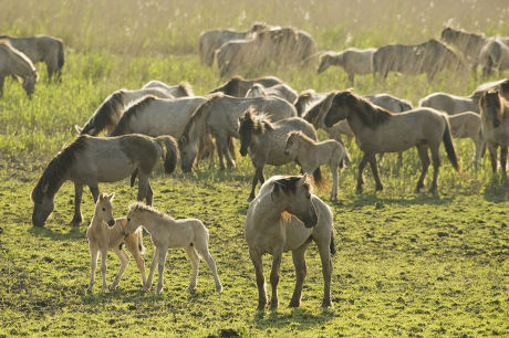 94 Stallion pony Stock Pictures, Editorial Images and Stock Photos ...