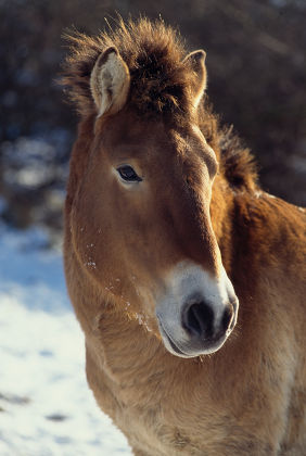 Przewalskis Horse Equus Ferus Przewalski Male Editorial Stock Photo ...