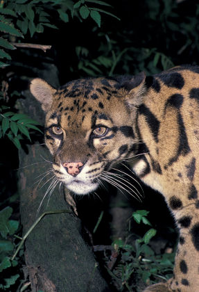 Clouded Leopard Neofelis Nebulosa Editorial Stock Photo - Stock Image ...
