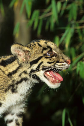 Clouded Leopard Neofelis Nebulosa Young Female Editorial Stock Photo ...