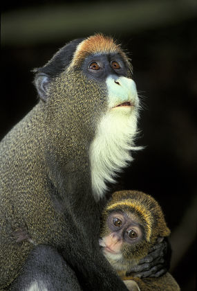 De Brazzas Monkey Cercopithecus Neglectus Female Editorial Stock Photo ...