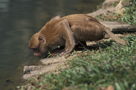 Assamese Macaque Macaca Assamensis Young Male Editorial Stock Photo ...