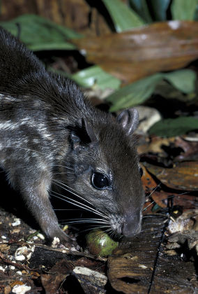 Paca Agouti Paca Feeding Editorial Stock Photo - Stock Image | Shutterstock