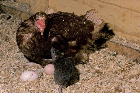 7 Chicken thief Stock Pictures, Editorial Images and Stock Photos ...
