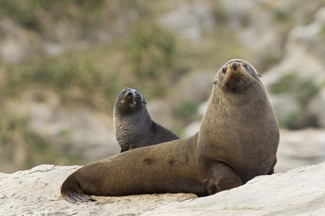 500 Eared seals Stock Pictures, Editorial Images and Stock Photos ...