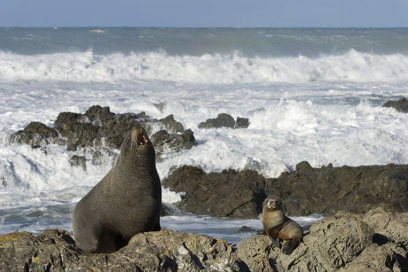 500 Eared seals Stock Pictures, Editorial Images and Stock Photos ...